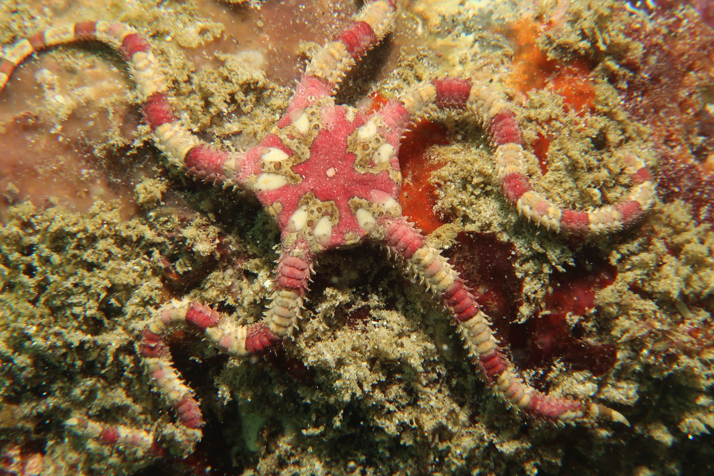 Ophiuroidea | EchinoID